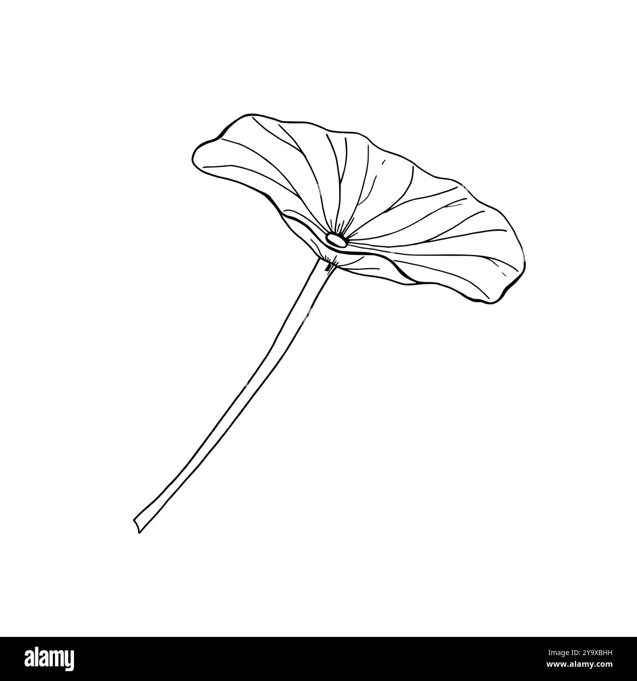 Feuilles de lotus croquis Banque d'images vectorielles - Alamy