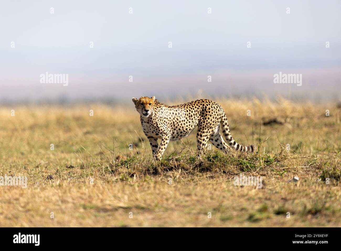 Un guépard se tient vigilant dans les vastes prairies de la savane ...