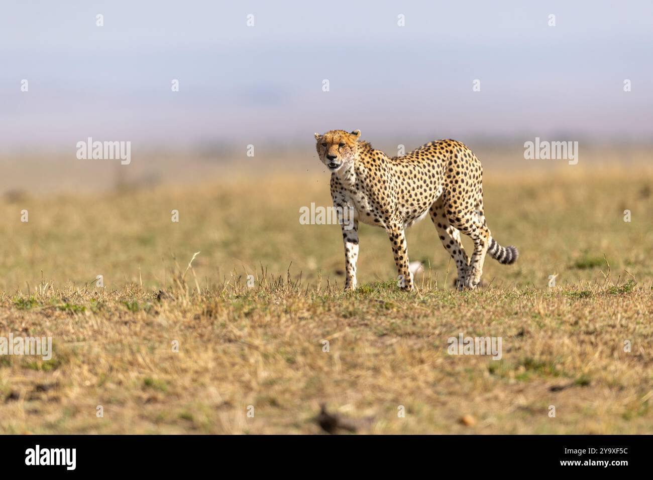 Un guépard gracieux traverse les vastes prairies, mettant en valeur son ...