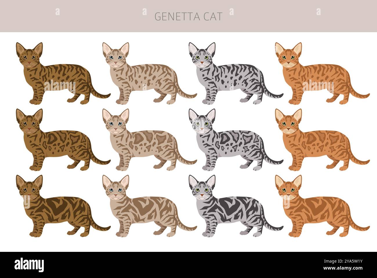 Genetta Cat clipart. Infographie des caractéristiques de toutes les ...