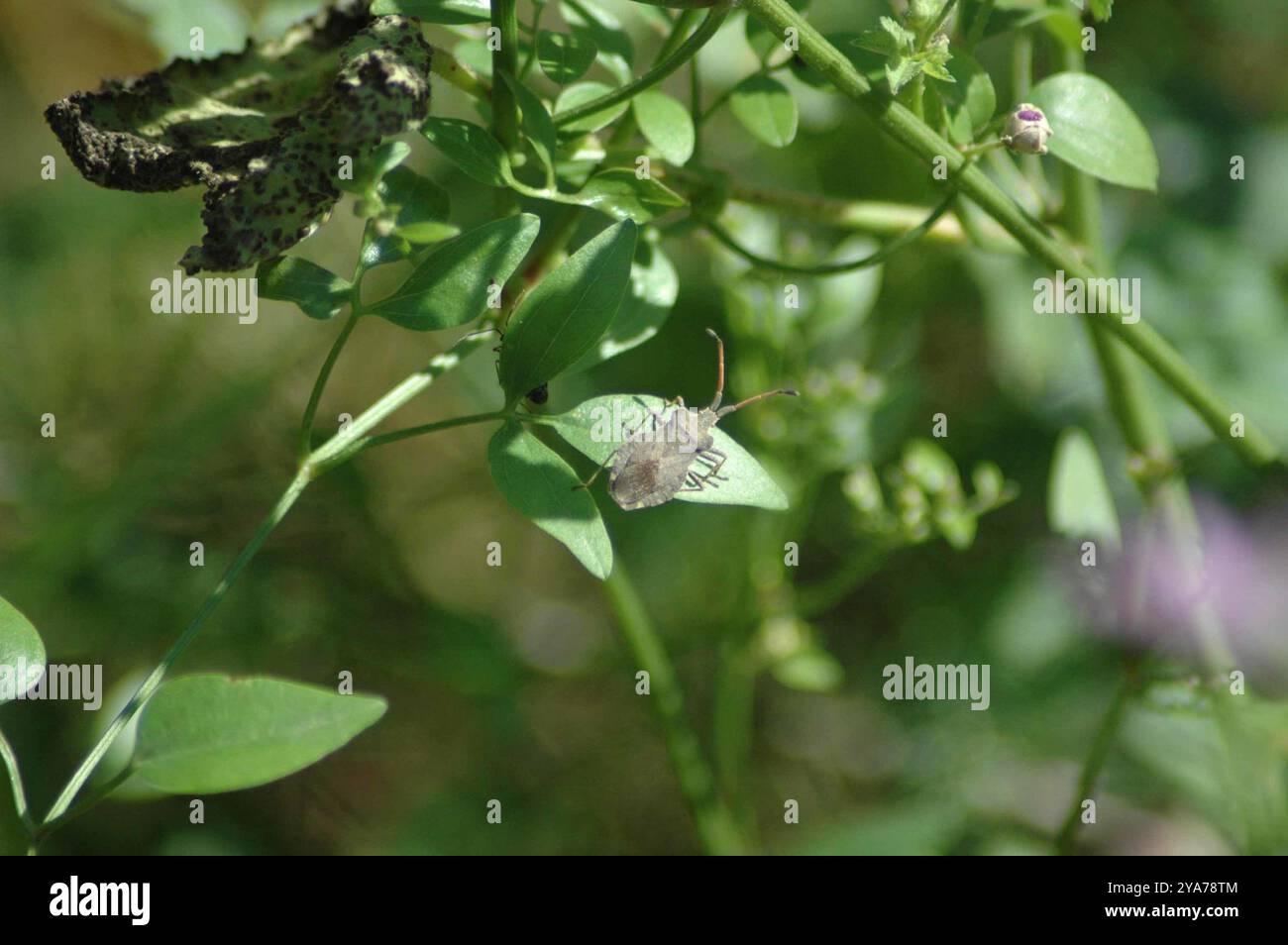 Enoplops scapha Banque de photographies et d’images à haute résolution ...