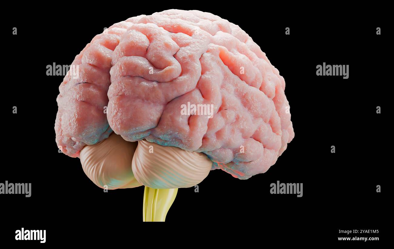Anatomie du système nerveux cérébral humain, schéma médical. Esprit ...