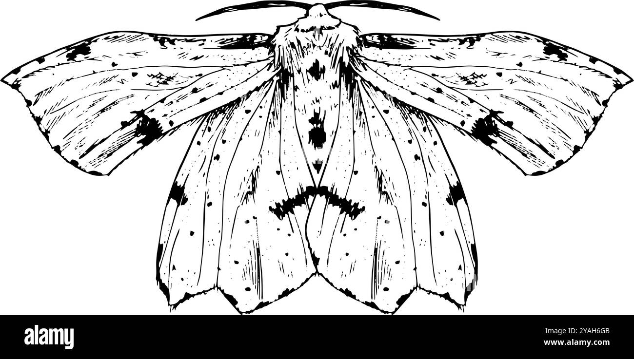 Dessin insecte noir et blanc Banque de photographies et d’images à ...