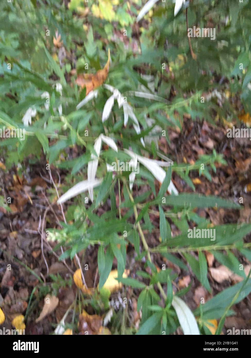 Armoise commune (Artemisia vulgaris) Plantae Photo Stock - Alamy
