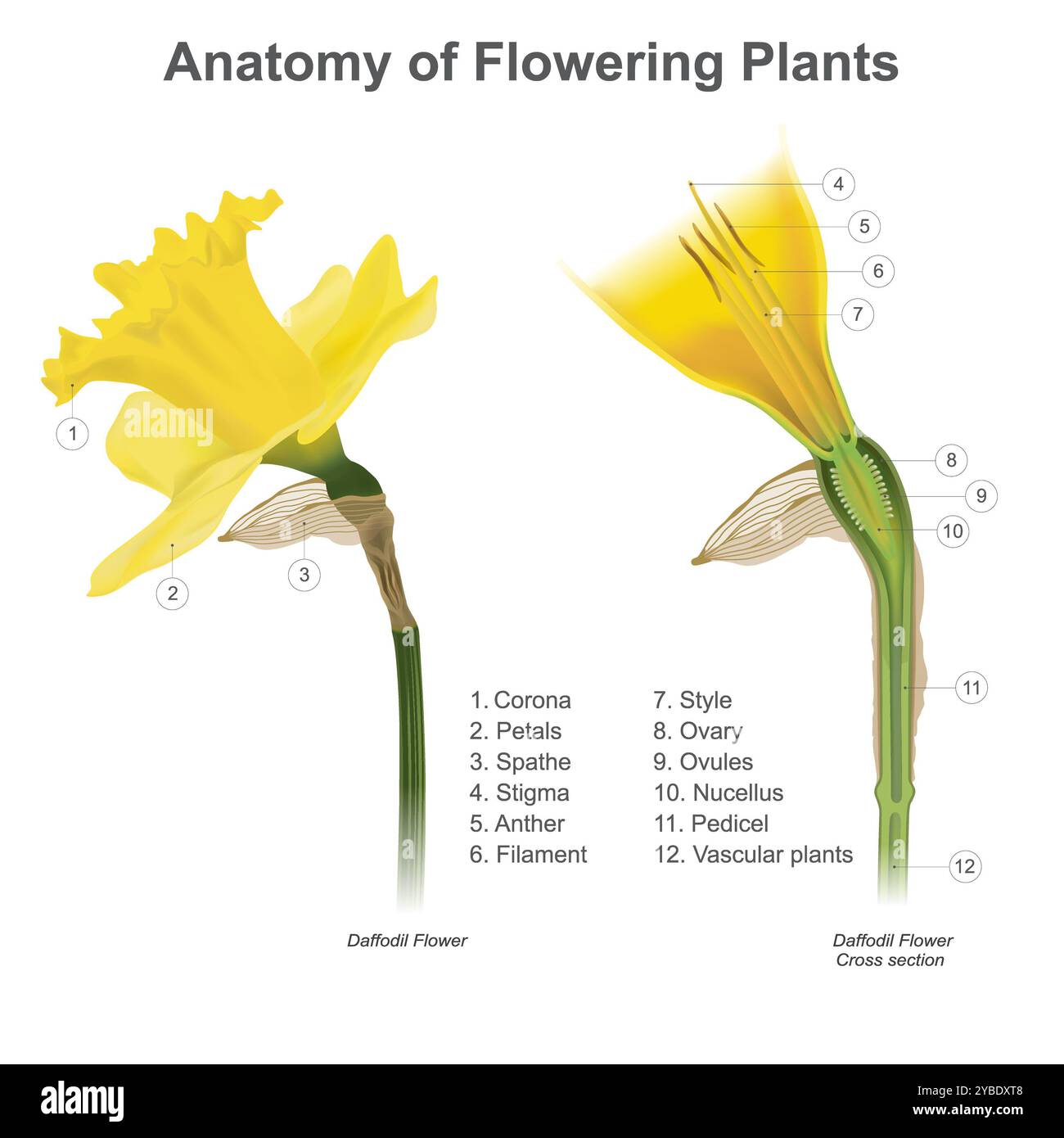 Anatomie des plantes à fleurs. Anatomie en coupe transversale des ...
