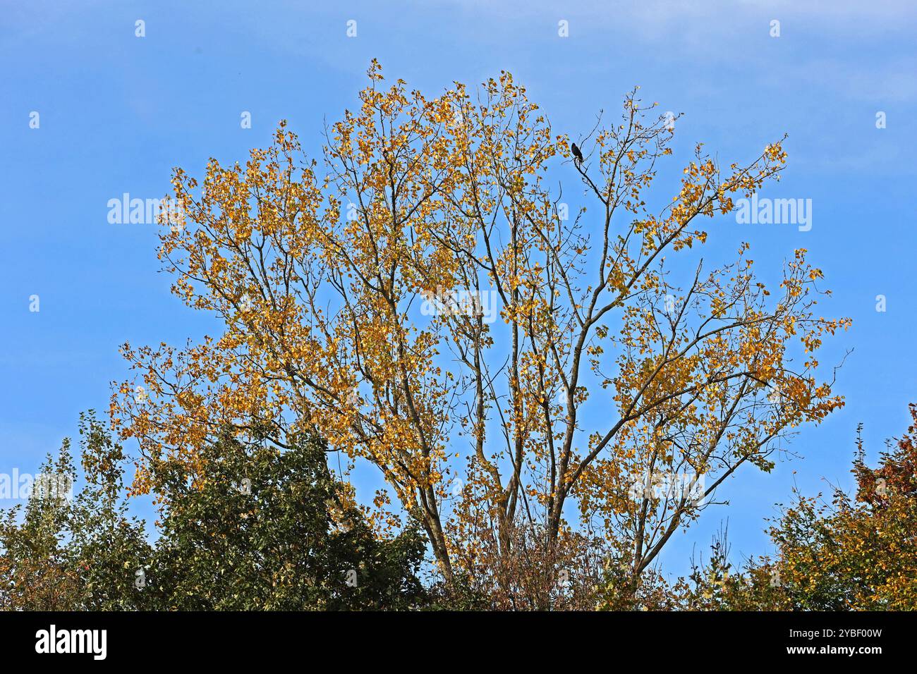 Wildwachsende Laubbäume im Herbst Der Wildwuchs unterschiedlicher ...