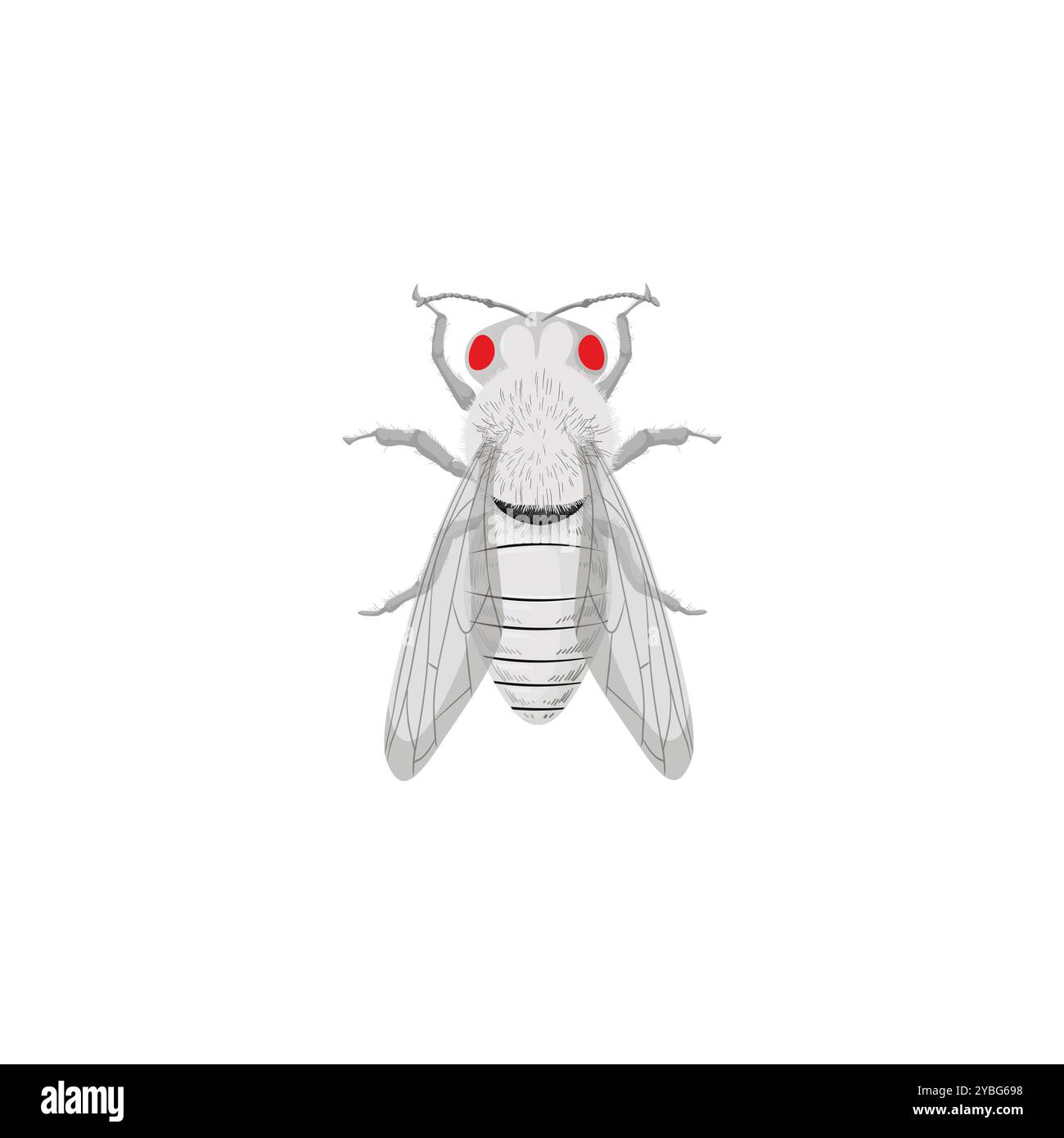 Drosophila melanogaster white Banque de photographies et d’images à ...