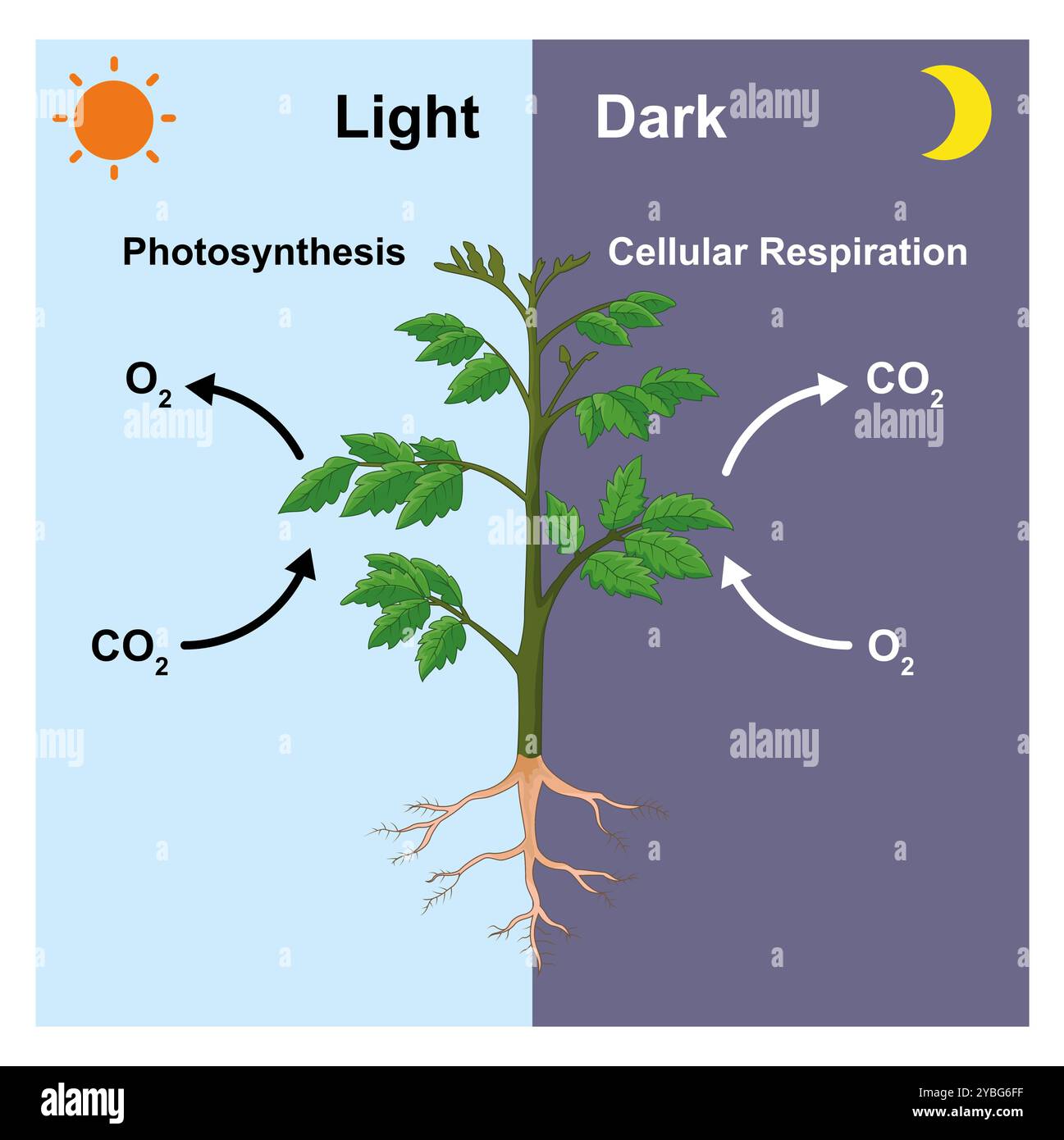 Processus de respiration cellulaire Banque d'images détourées - Alamy