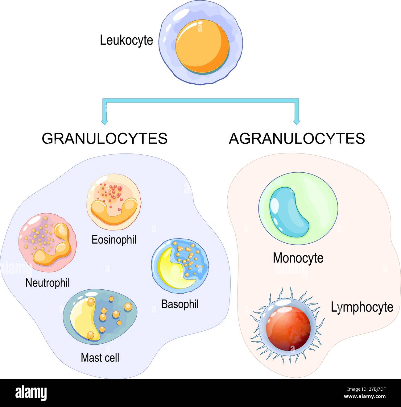Cellules du système immunitaire. Agranulocytes et granulocytes ...