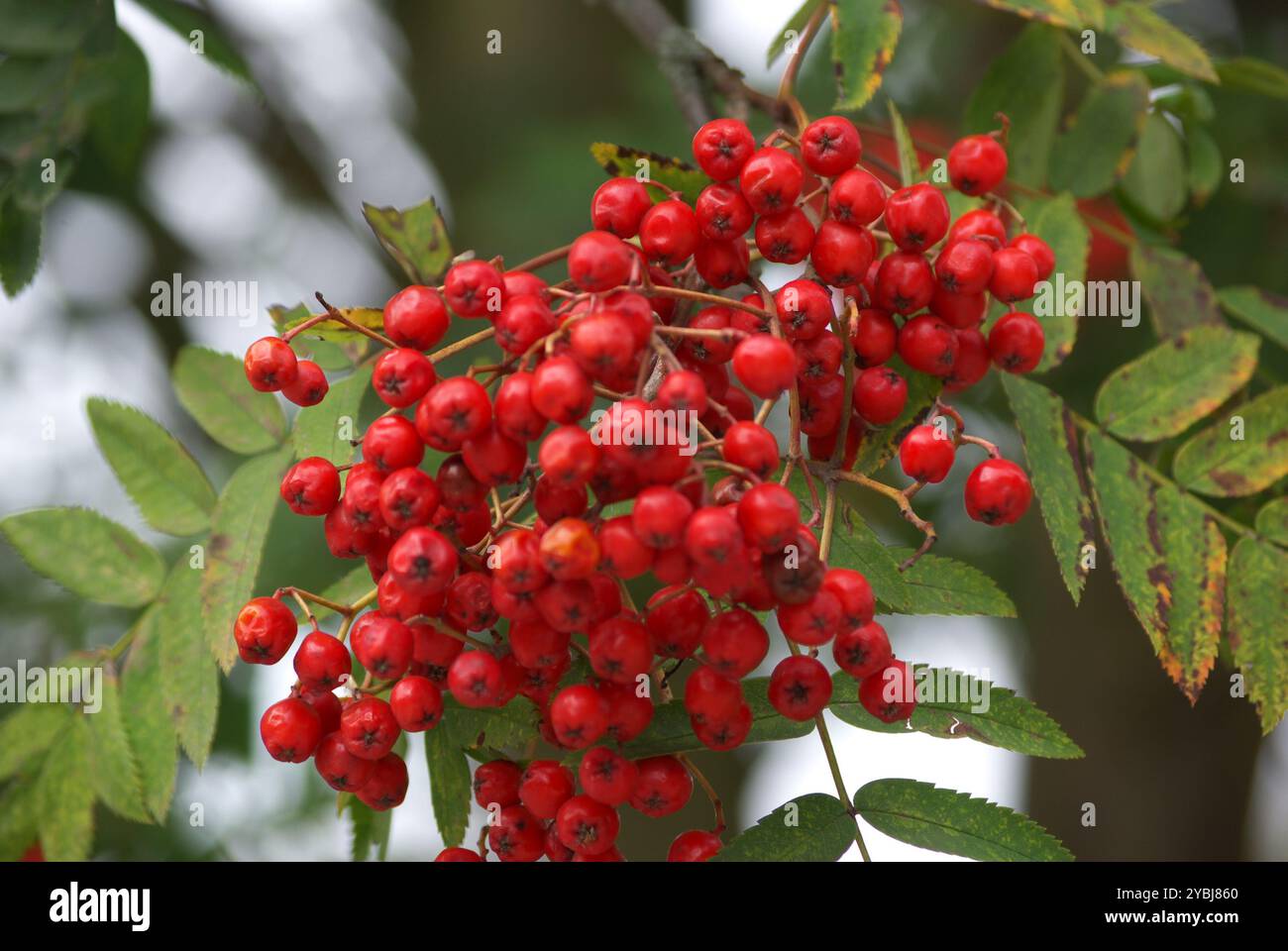 Baies sorbus aucuparia sur arbre Banque de photographies et d’images à ...