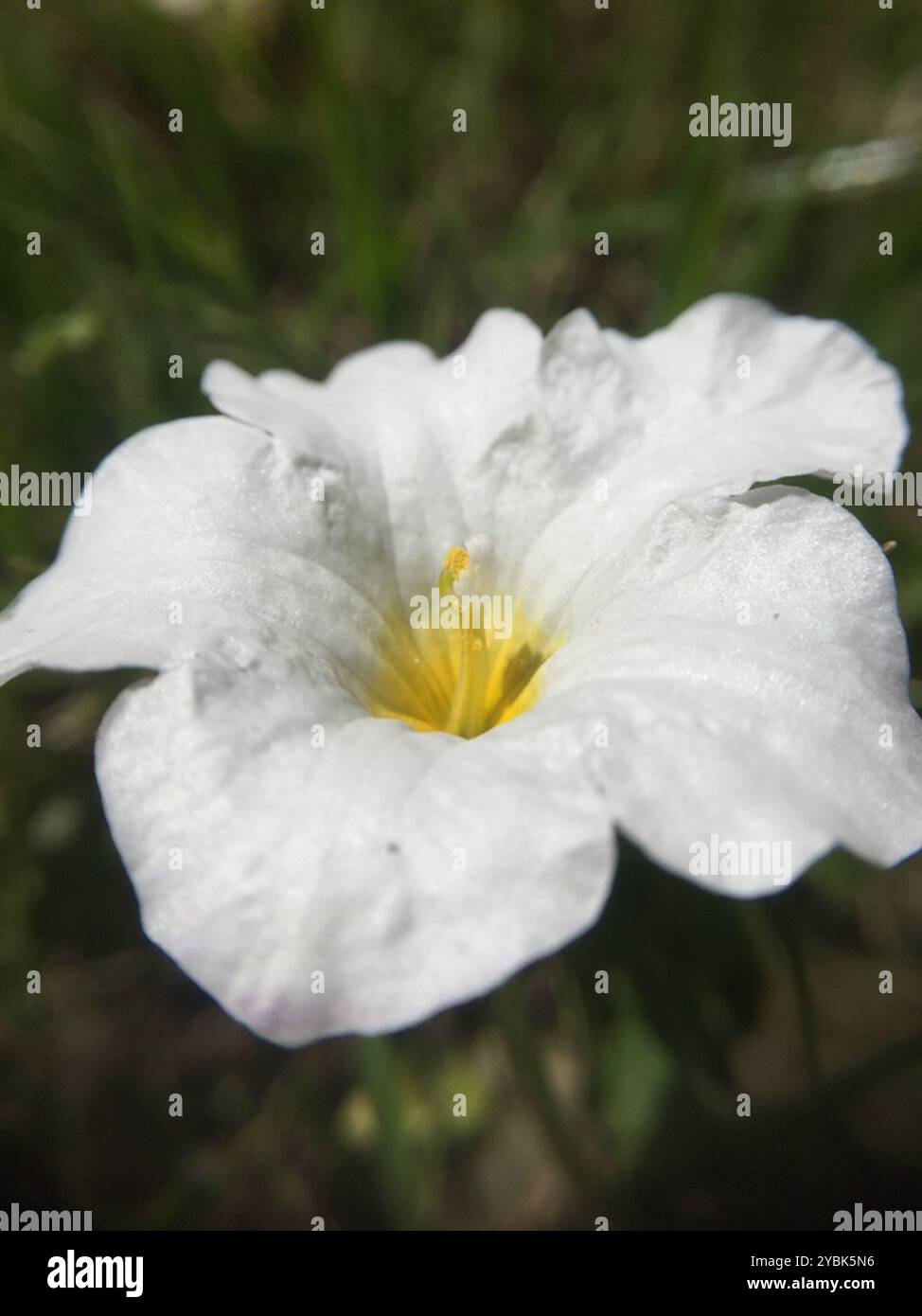 Nierembergia rivularis Banque de photographies et d’images à haute ...