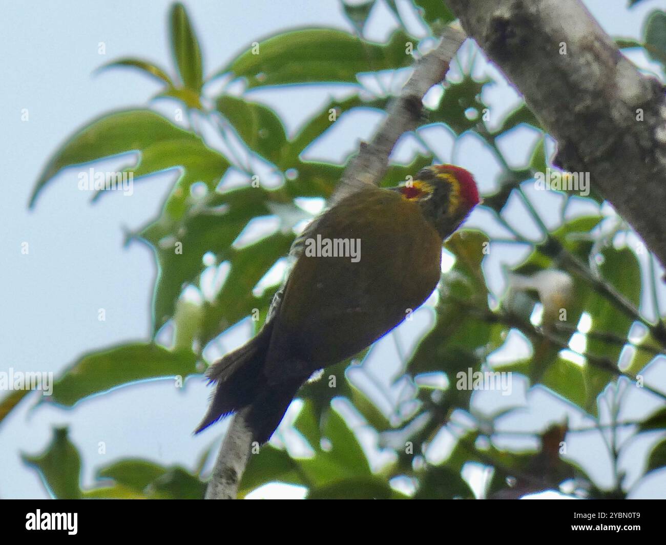 Piculus aurulentus Banque de photographies et d’images à haute ...