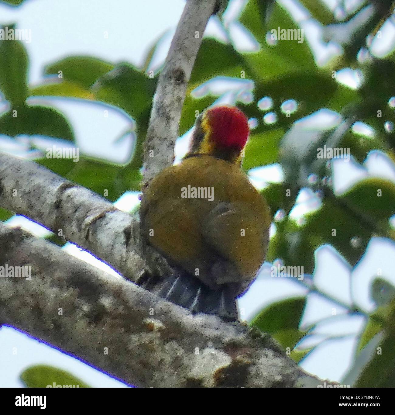 Piculus aurulentus Banque de photographies et d’images à haute ...