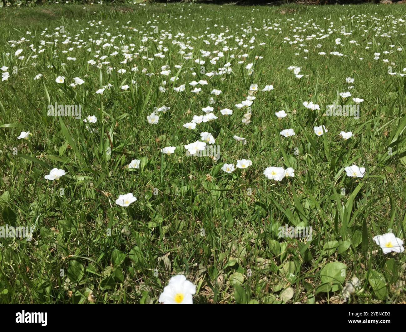 Nierembergia rivularis Banque de photographies et d’images à haute ...