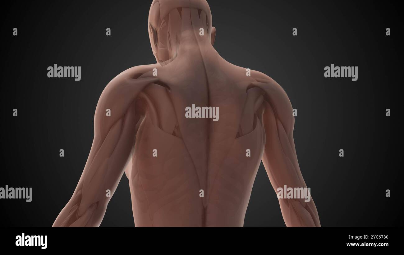 Anatomie des muscles du dos Banque de photographies et d’images à haute ...
