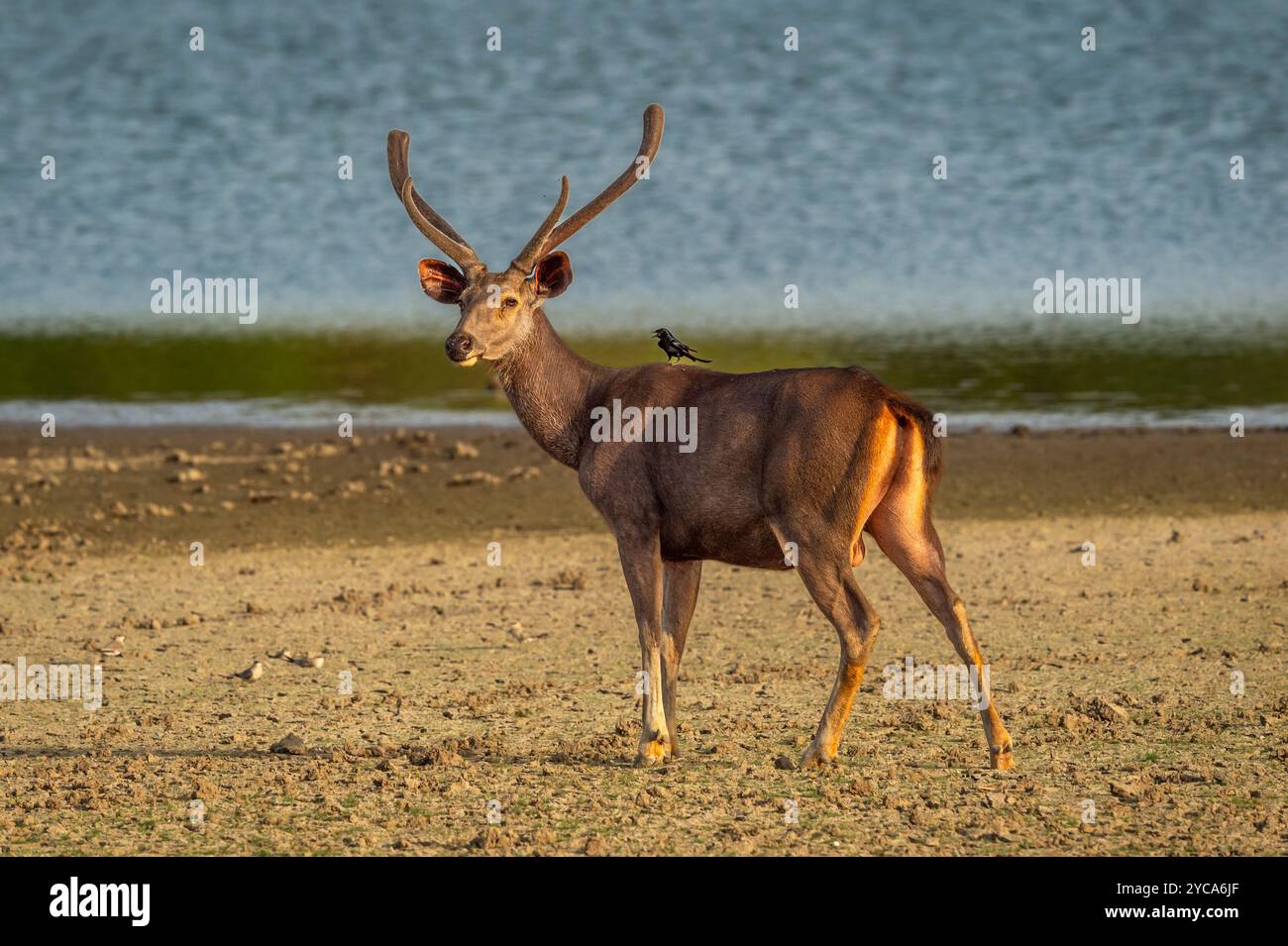 Cerf Sambar mâle sauvage ou Rusa unicolor gros plan cerf long bois avec ...
