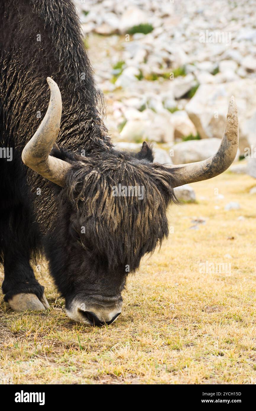 Wild yak fur asia Banque de photographies et d’images à haute ...