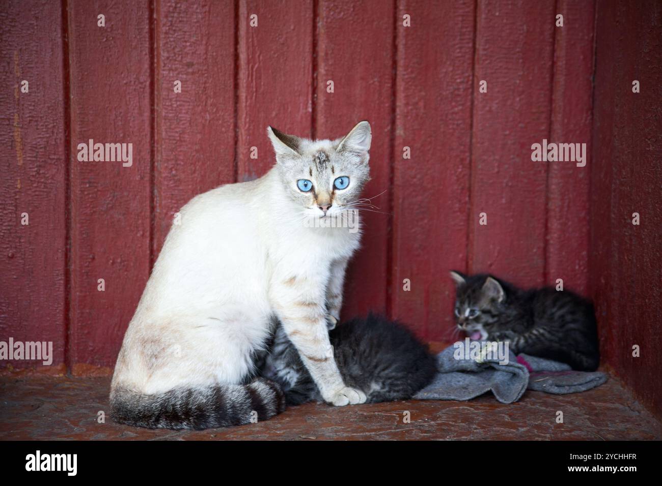 Chat chatons Banque de photographies et d’images à haute résolution - Alamy