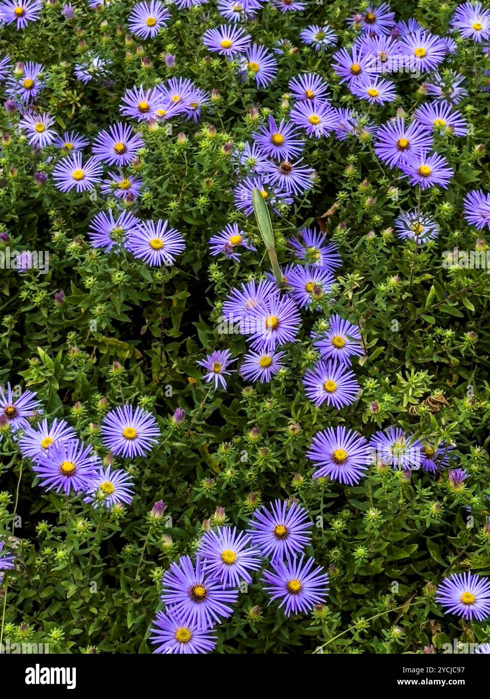 Parc public de la ville photos et images smartphone de stock - Alamy