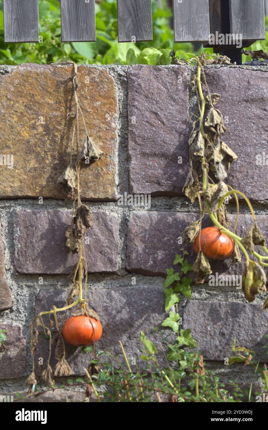 Vente citrouille Banque de photographies et d’images à haute résolution ...