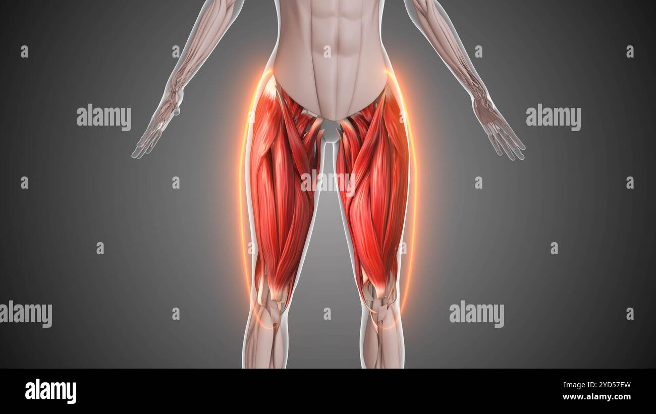 Anatomie muscle cuisse Banque de photographies et d’images à haute ...