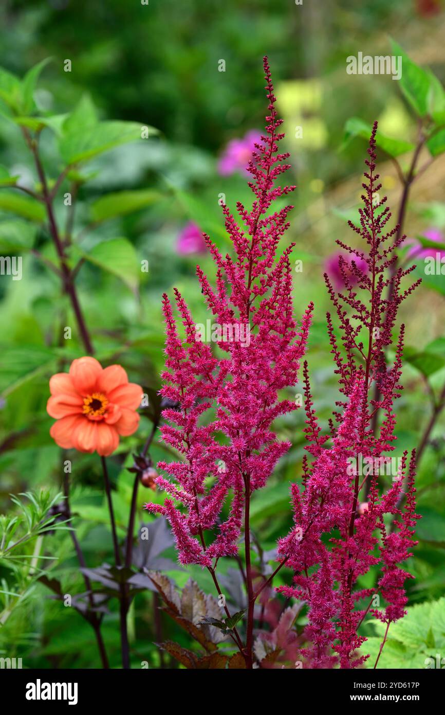Astilbe chinensis var taquetii Purpurlanze, dahlia orange, fleurs ...