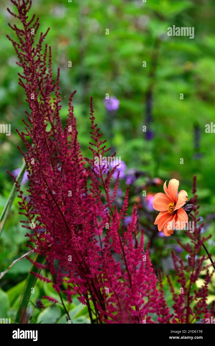 Astilbe chinensis var taquetii Purpurlanze, dahlia orange, fleurs ...