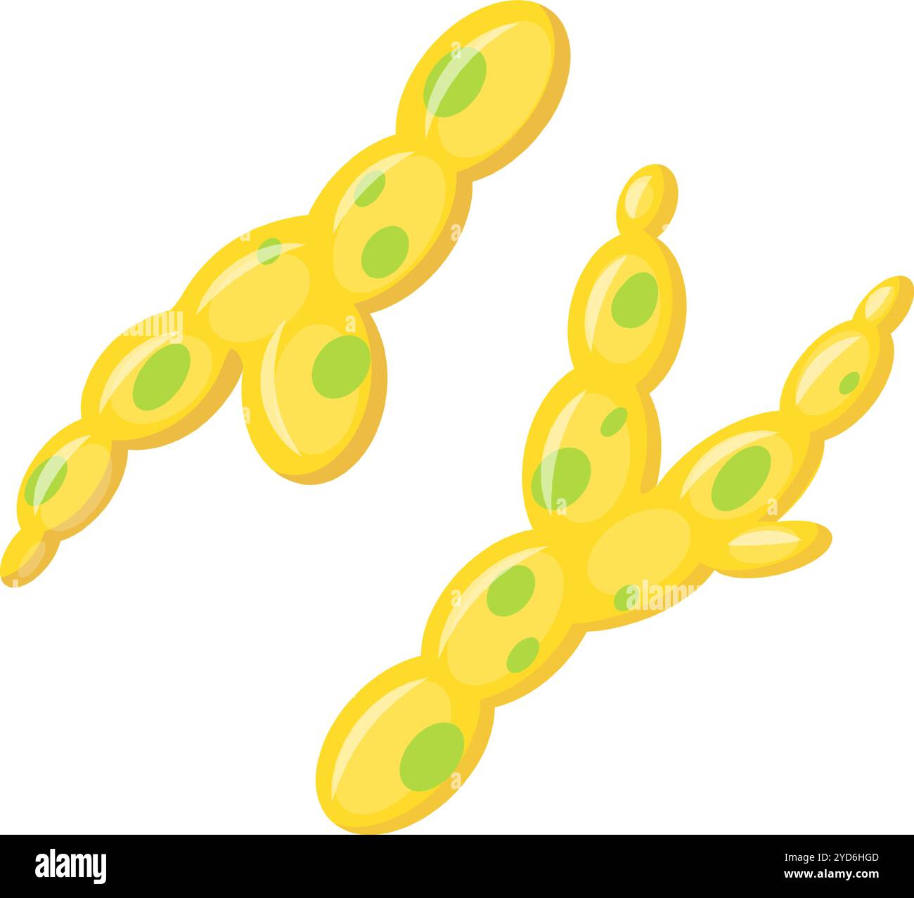 Champignon candida albicans Banque d'images détourées - Alamy