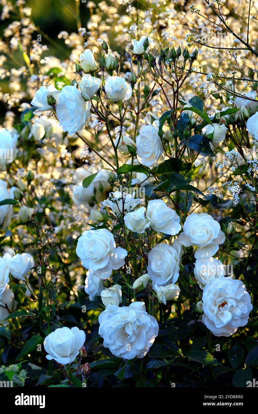 Rosa iceberg korbin Banque de photographies et d’images à haute ...