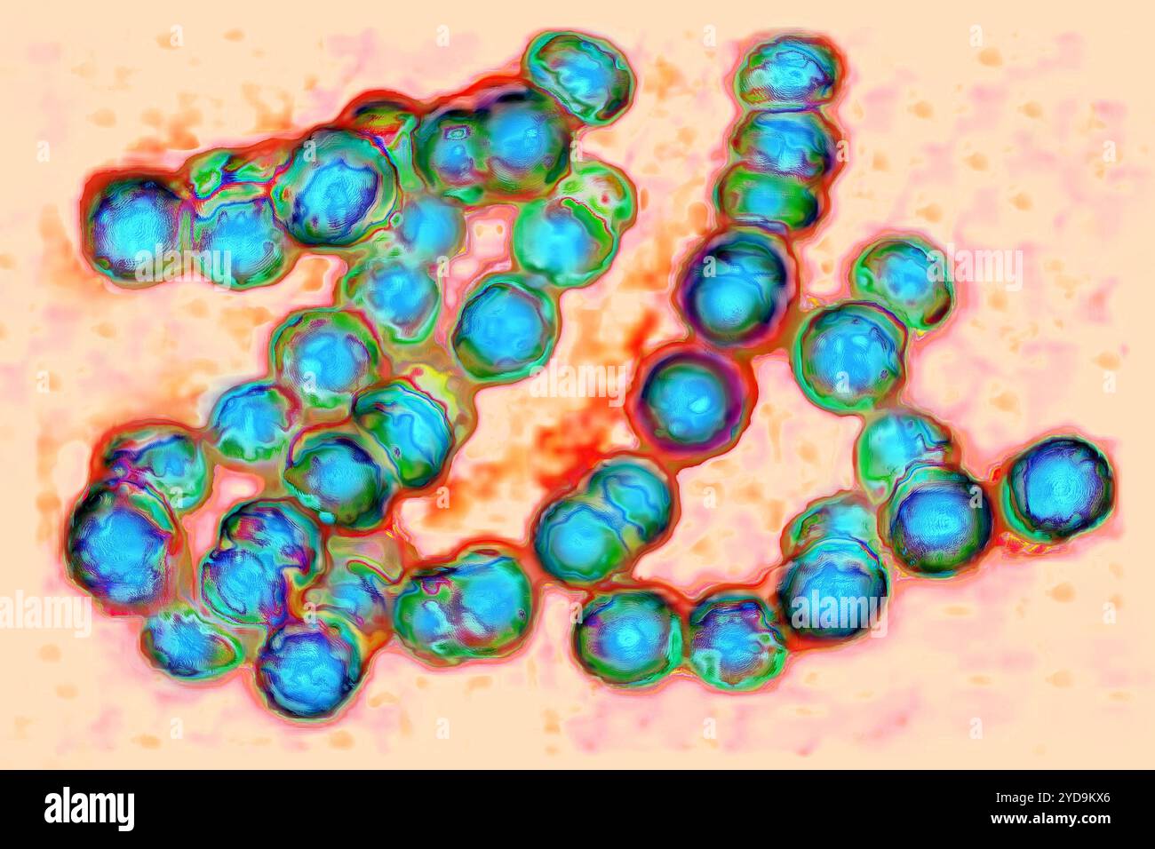 Streptocoques - bactéries avec une forme arrondie de cocci gram-positif ...