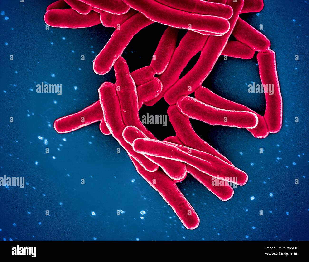 Tuberculosis bacterium Banque de photographies et d’images à haute ...