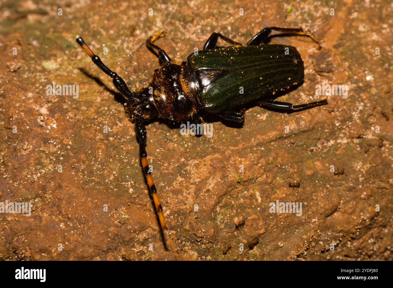 Retrachydes thoracicus Banque de photographies et d’images à haute ...