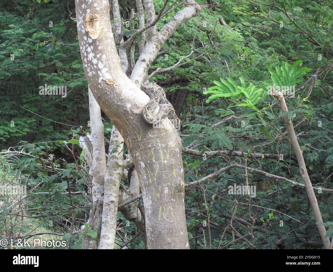 Corallus grenadensis Banque de photographies et d’images à haute ...