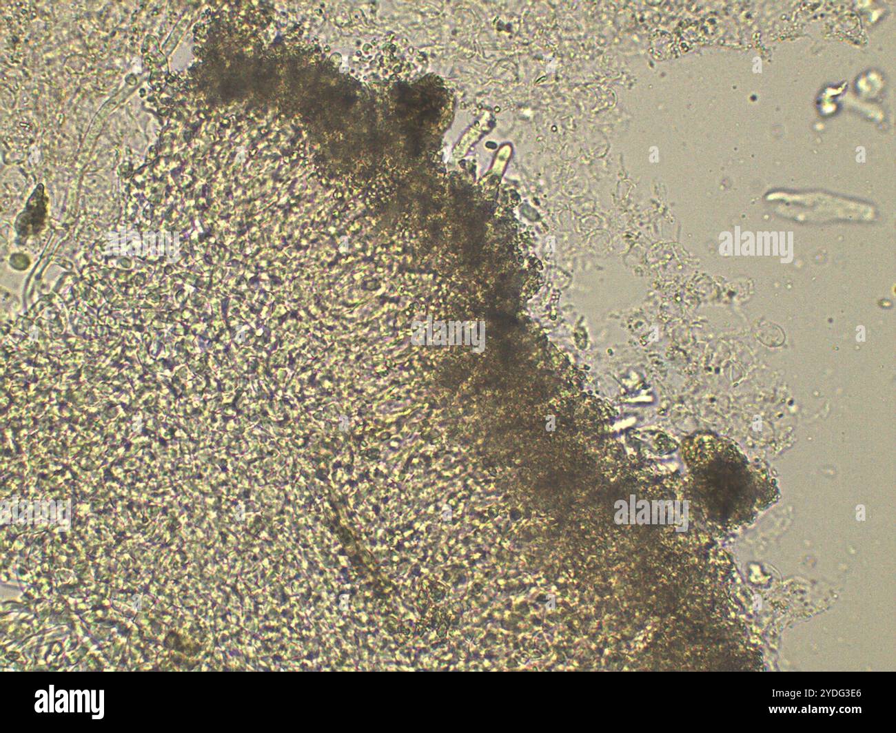 Corticium roseum Banque de photographies et d’images à haute résolution ...