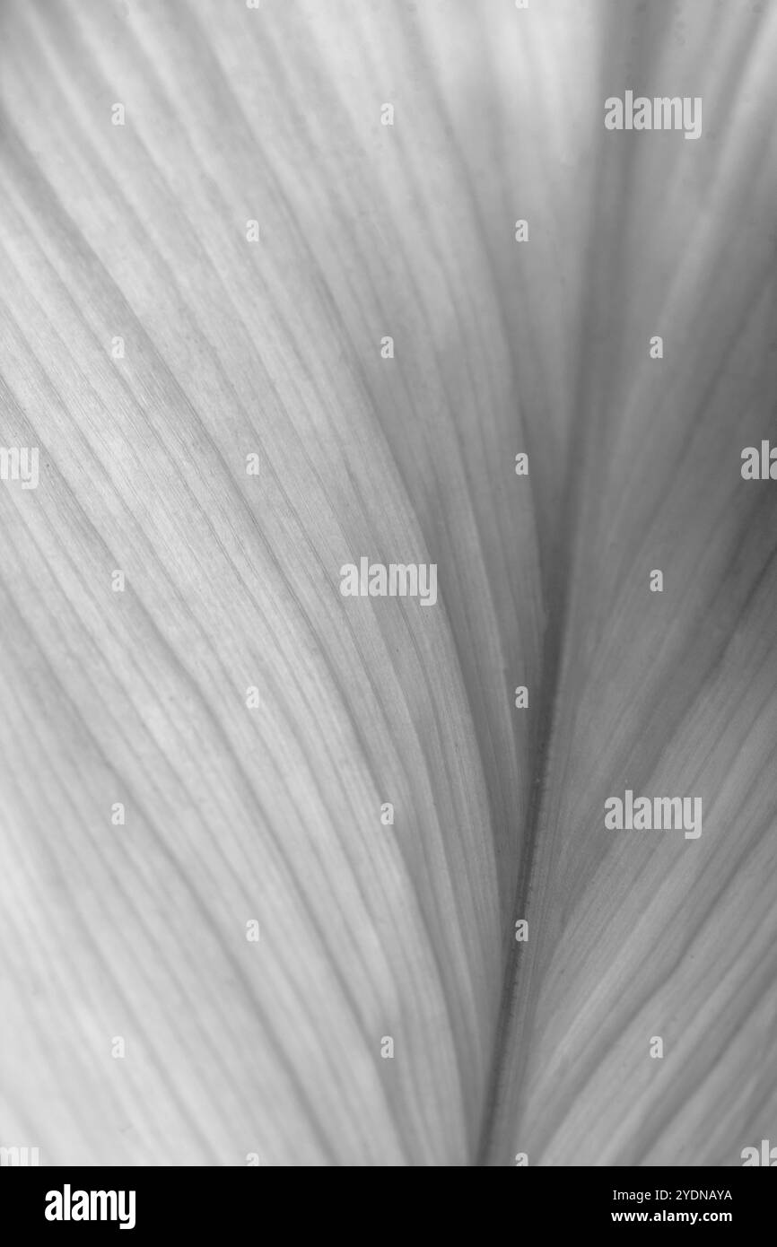 Plant detail Banque d'images noir et blanc - Alamy
