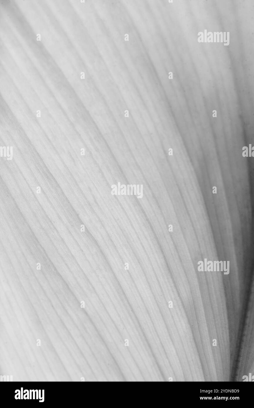 Plant detail Banque d'images noir et blanc - Alamy