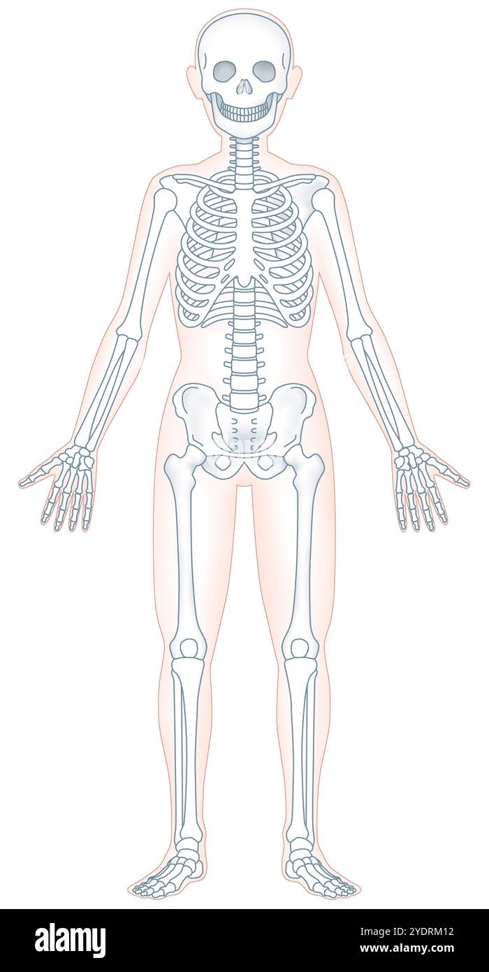 Modelo de esqueleto humano Banque d'images détourées - Alamy