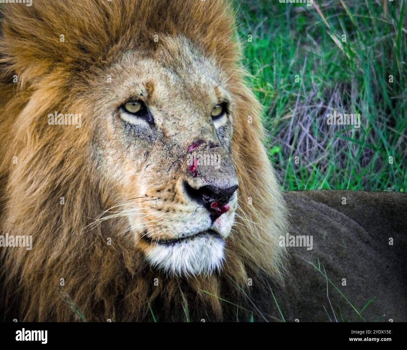 Lion eyes Banque de photographies et d’images à haute résolution - Alamy