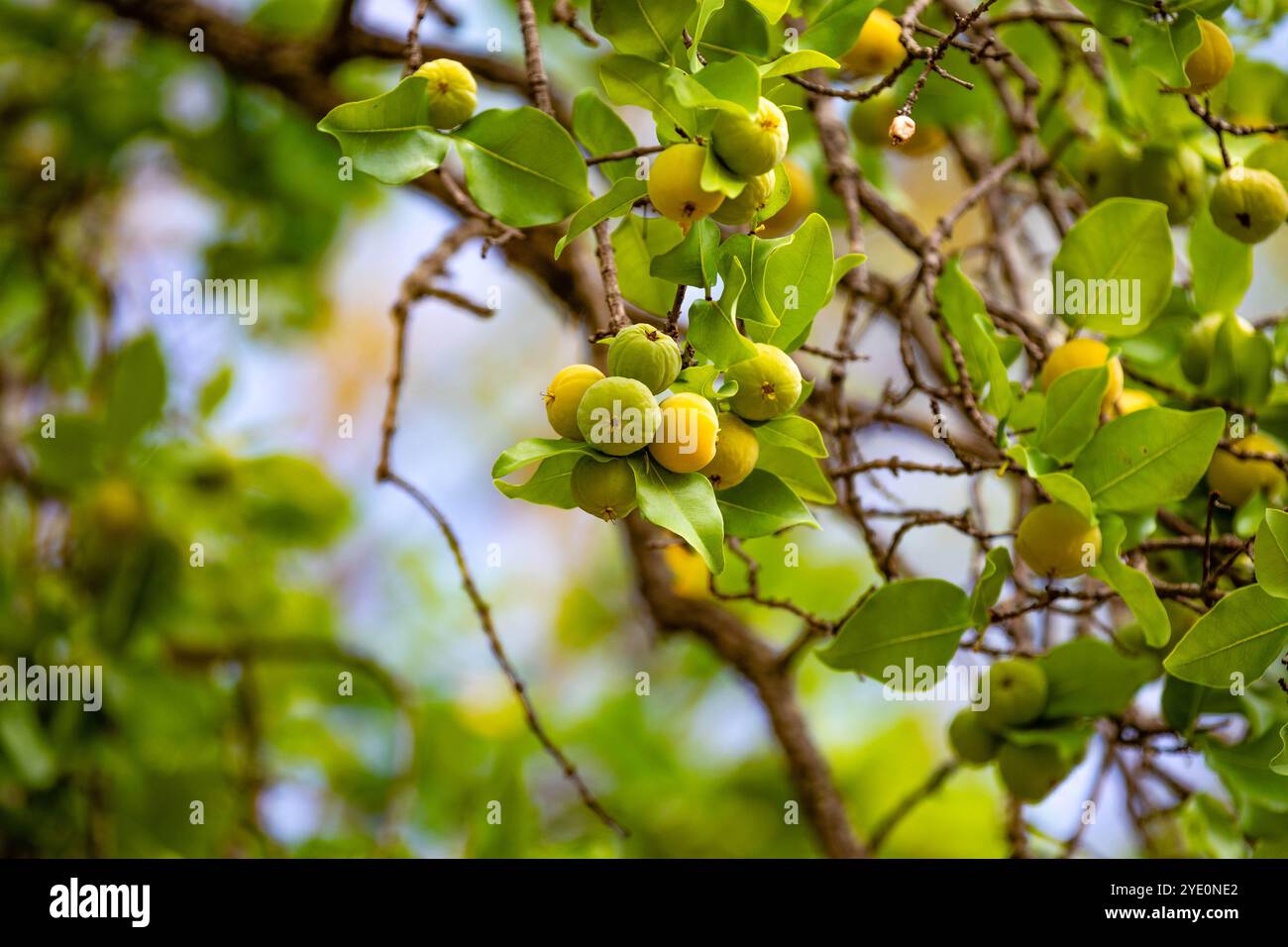 Fruit sauvage comestible mûr du biome cerrado brésilien, fruit connu ...