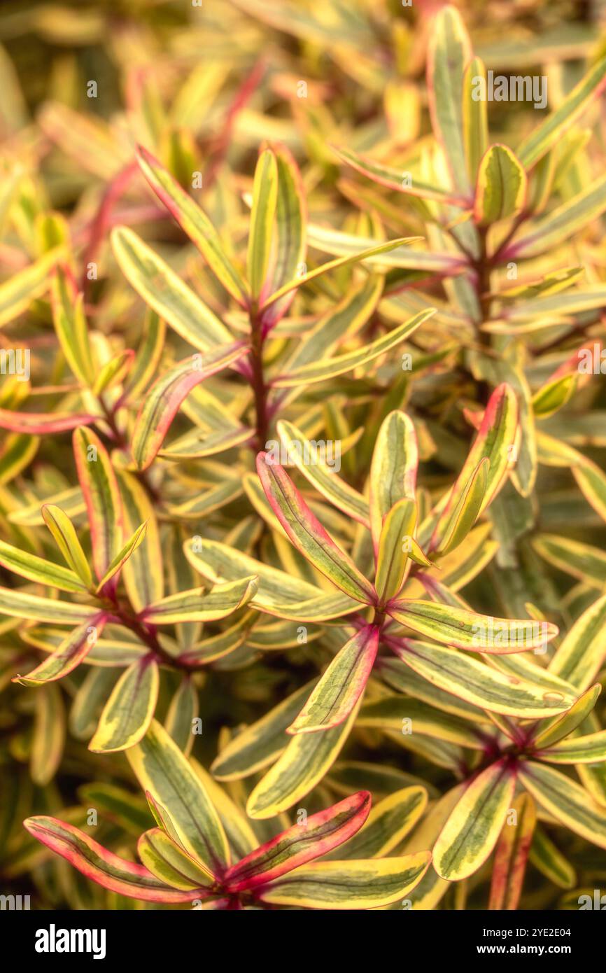 Gros plan des motifs naturels de Veronica 'Jewel of the Nil'PBR, hebe ...