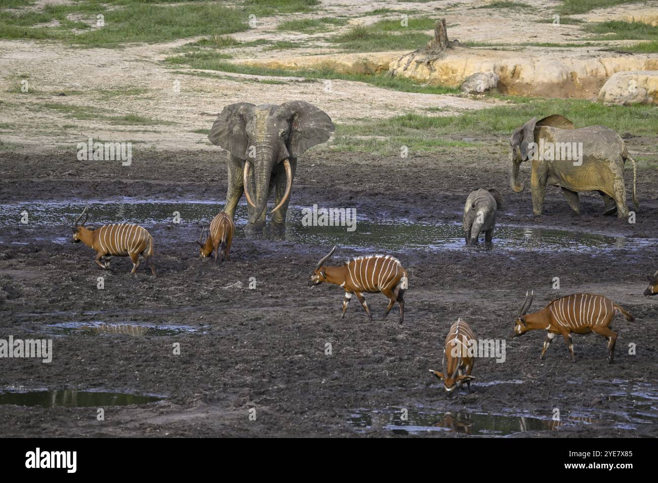 Antilope bongo dans son habitat naturel Banque de photographies et d ...