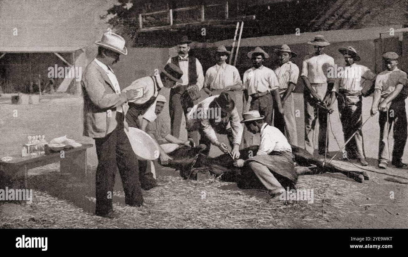 Maladie de la peste Banque de photographies et d’images à haute ...
