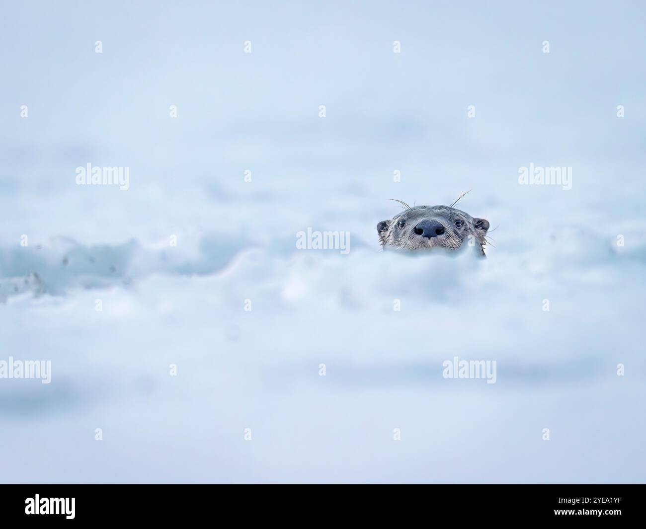 La loutre de rivière (Lutra canadensis) jette un coup d'œil à partir d ...
