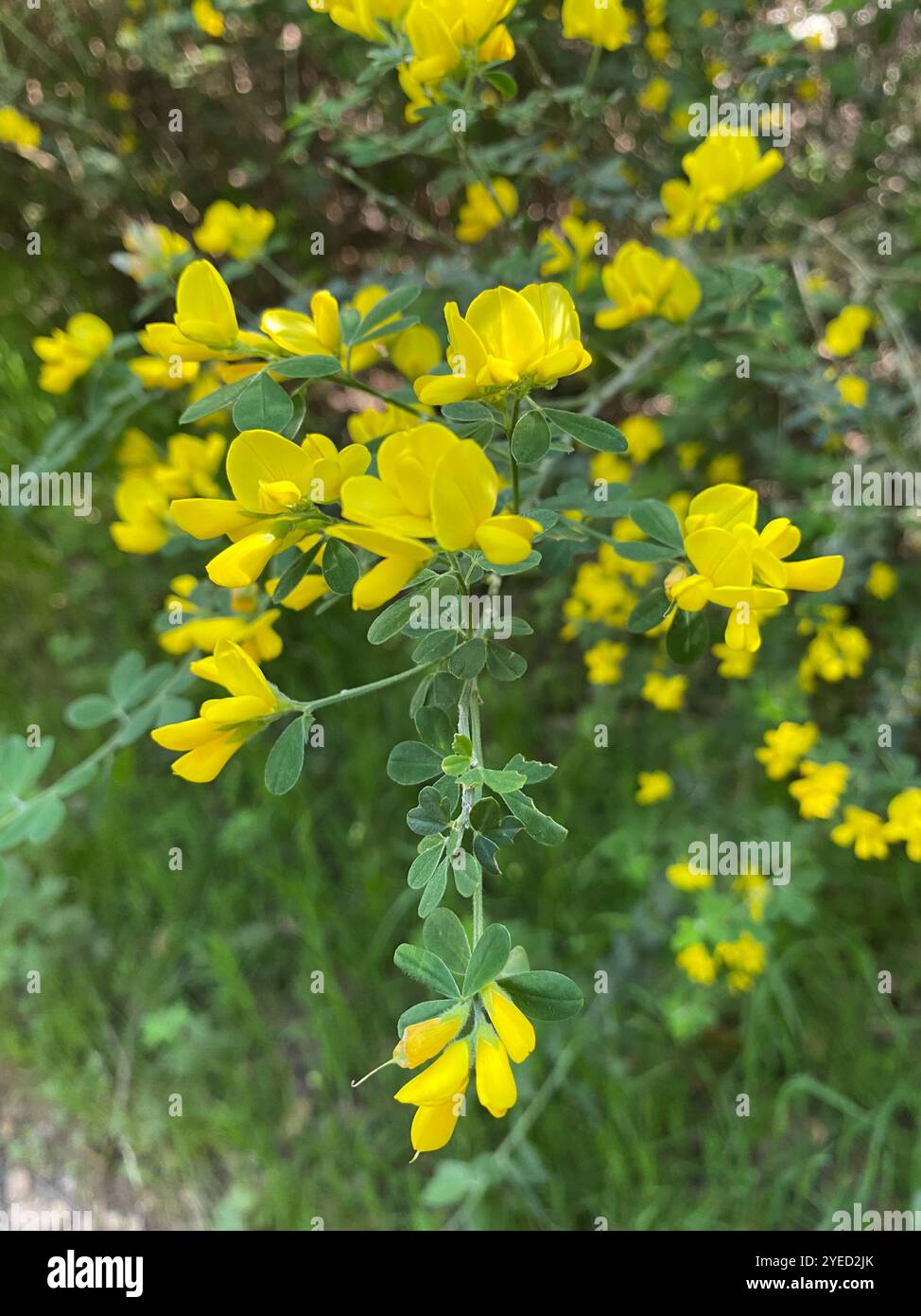 Genista monspessulana Banque de photographies et d’images à haute ...