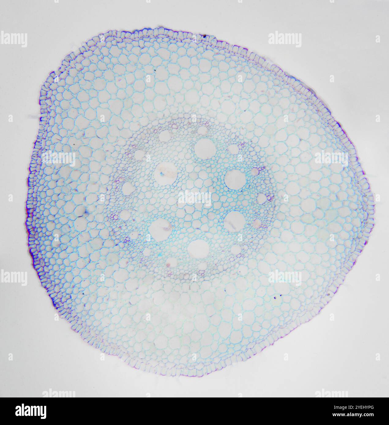 Coupe microscopique de coupes microscopiques Banque de photographies et ...