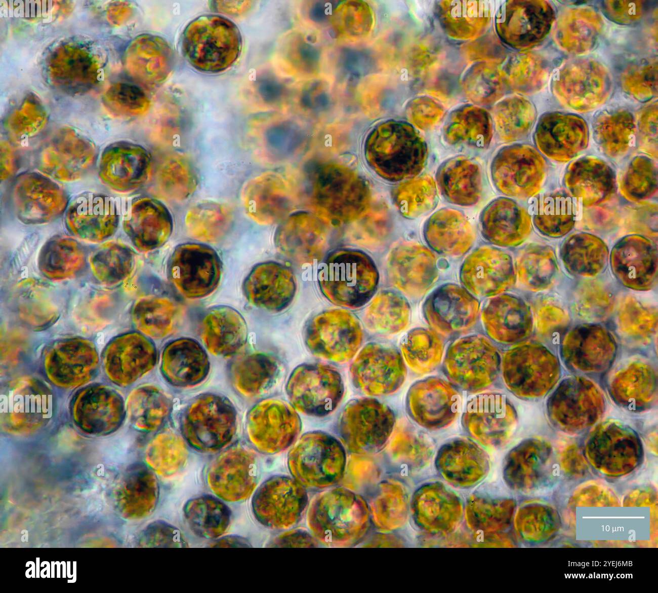 Breviolum dendrogyrum Banque de photographies et d’images à haute ...