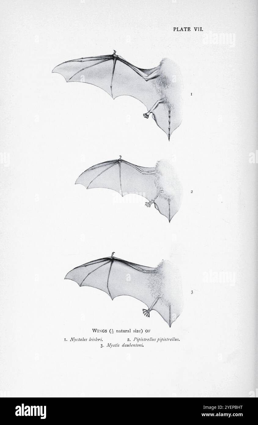 AILES DE 1. Nyctalus leisleri. 2. Pipistrellus pipistrellus. 3. Myotis ...