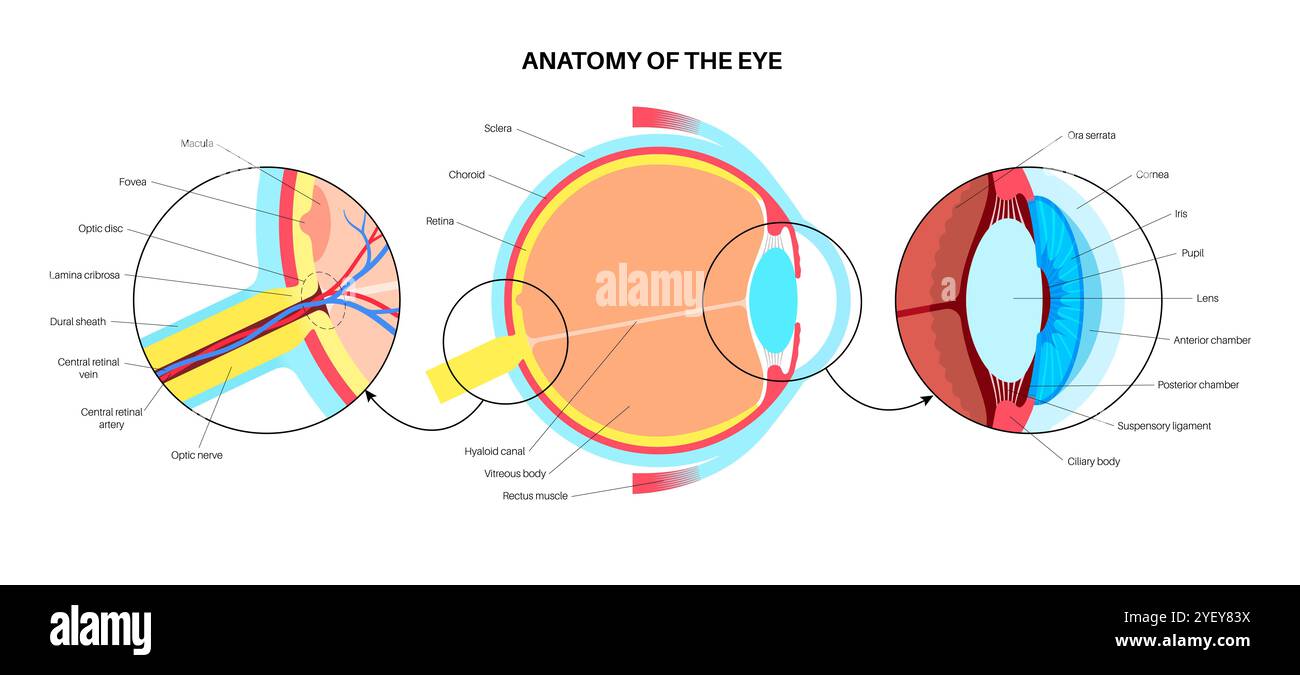 Illustration de l'anatomie de l'œil. La structure de l'œil comprend ...