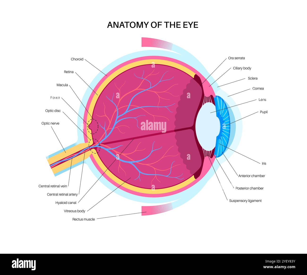 Illustration de l'anatomie de l'œil. La structure de l'œil comprend ...