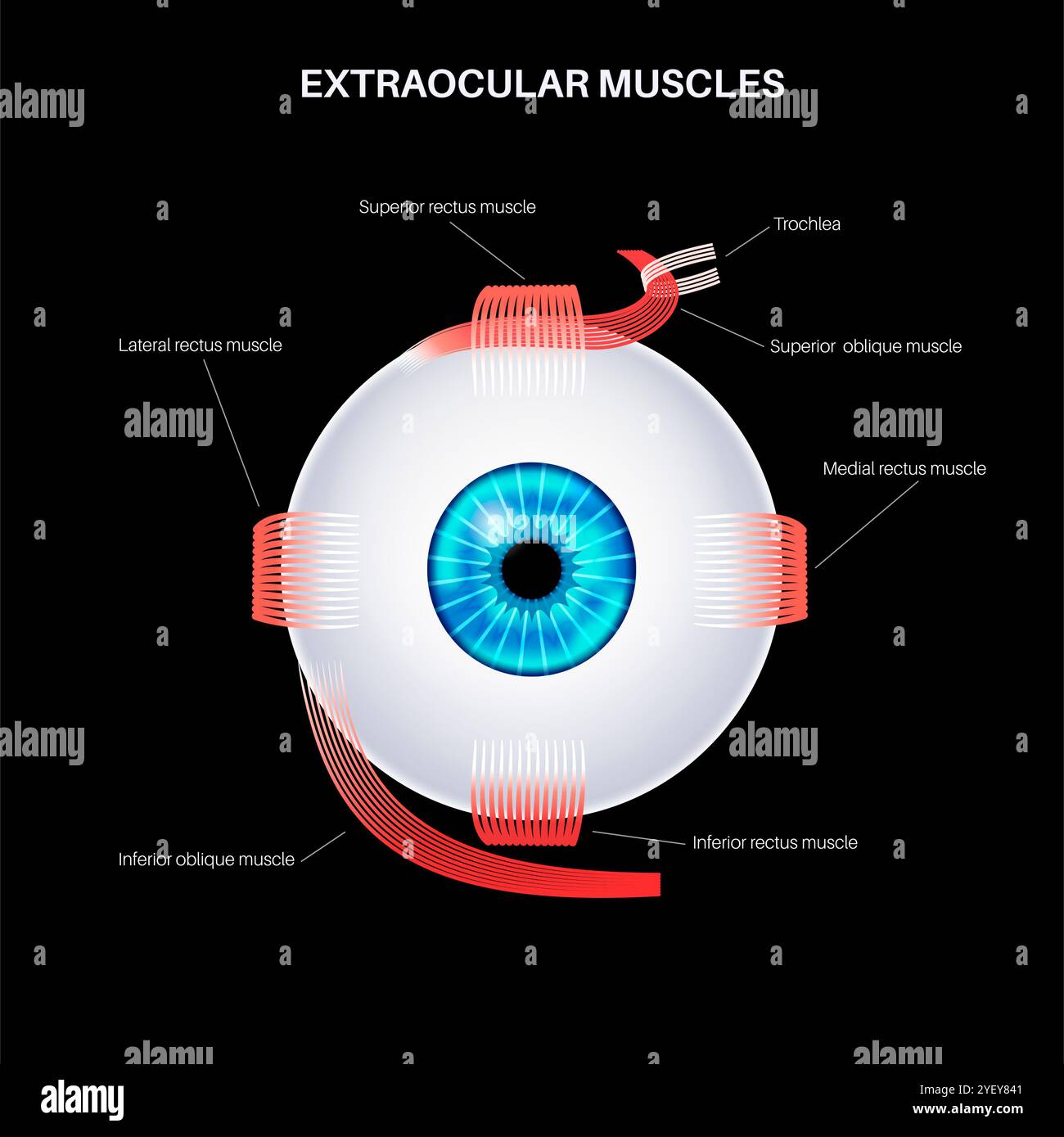 Anatomie des muscles extra oculaires Banque de photographies et d ...
